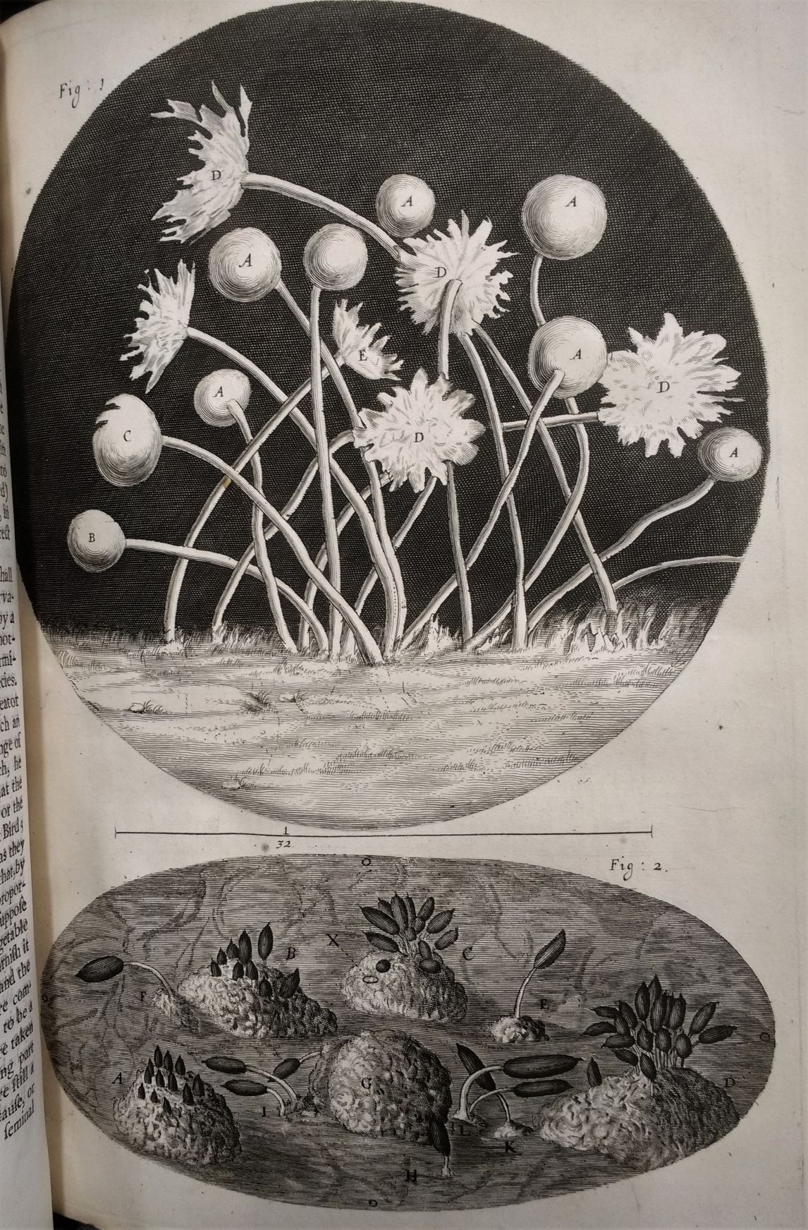 Fleas, flies and fire: Micrographia350 – Manuscripts and More